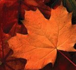 Download Photography Nature PFP