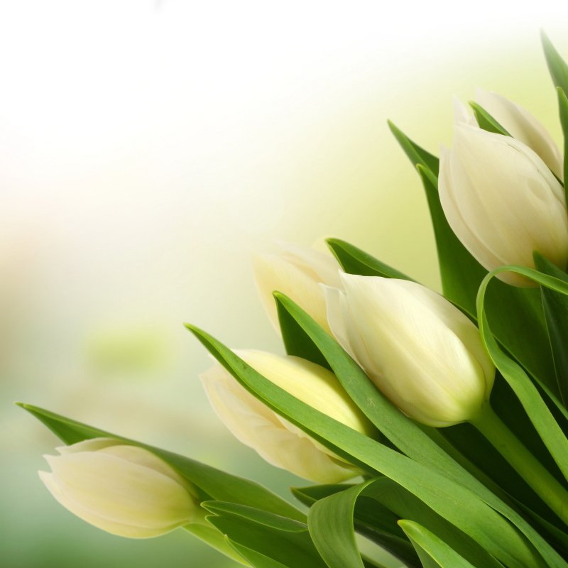 Download Green Flower White Nature Tulip PFP