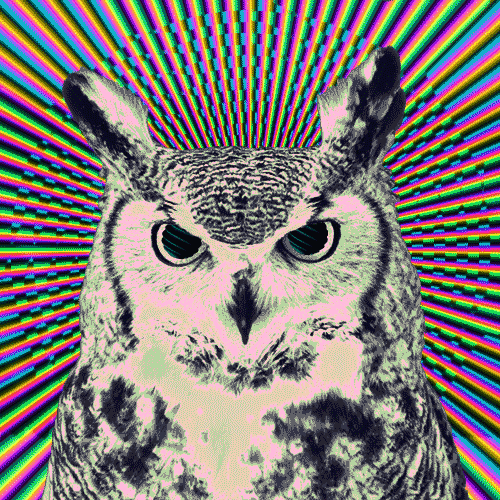 Download Animal Owl PFP