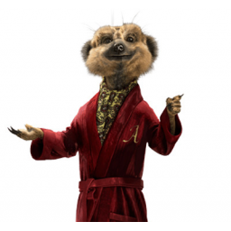 Download Animal Meerkat PFP