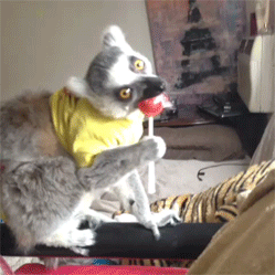 Download Animal Lemur PFP