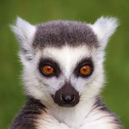 Download Animal Lemur PFP