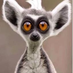 Download Animal Lemur PFP