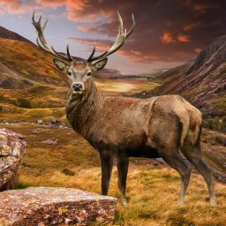 Download Stare Landscape Deer Animal PFP
