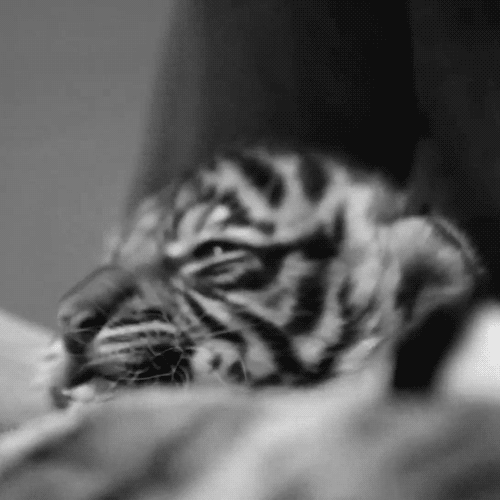 Download Animal Tiger PFP