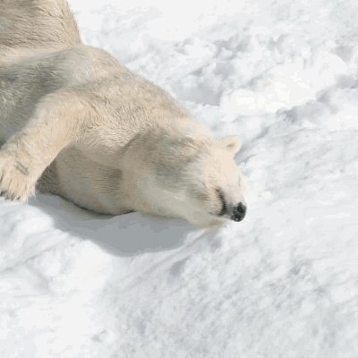 Download Animal Polar Bear PFP