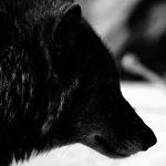 Download Animal Wolf PFP