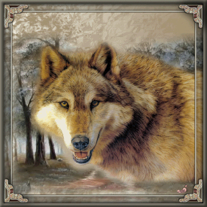 Wolf Pfp