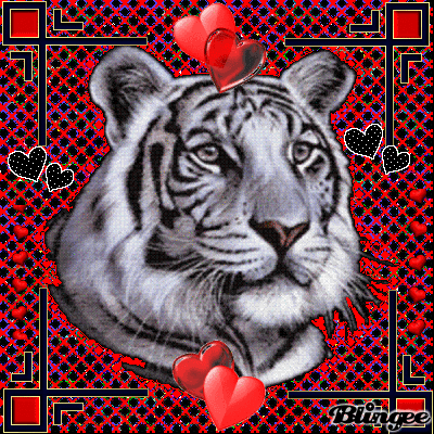 Download Tiger Animal PFP