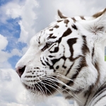 White Tiger Pfp