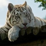 Download Animal White Tiger PFP