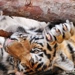 Download Animal Tiger PFP