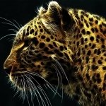 Download Animal Leopard PFP