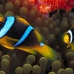 Download Animal Fish PFP