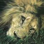 Download Animal Artistic PFP