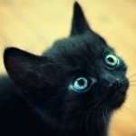 Download Animal Cat PFP