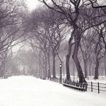 Download Nature Winter PFP