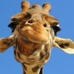 Download Animal Giraffe PFP