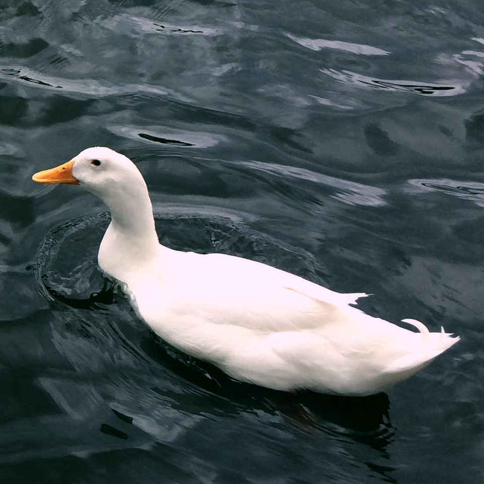 Duck Avatar by h3video1RavenShadow