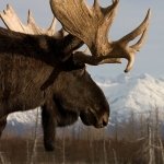 Download Animal Moose PFP
