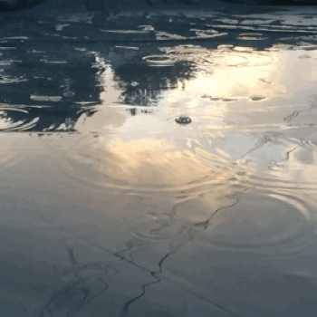 Download Photography Rain PFP